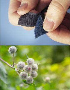 Inspiration from nature - NORMA Group Blog