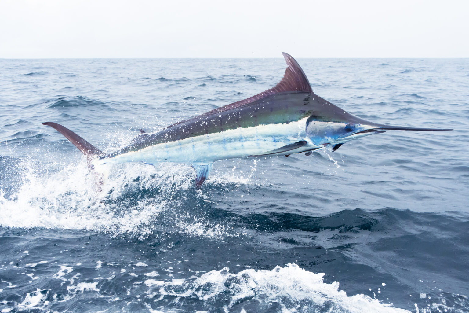 Marlin – Der schnellste Fisch der Welt und die neueste ...